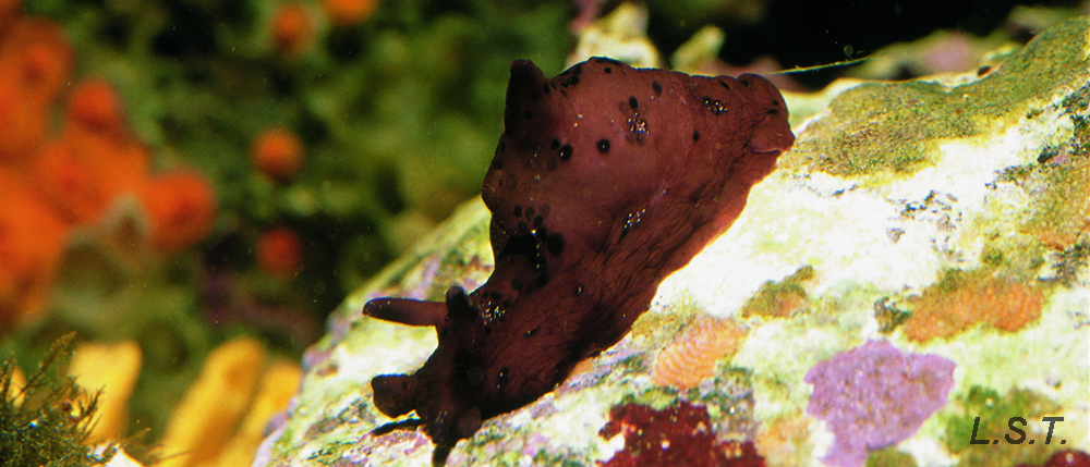 Aplysia punctata