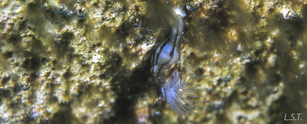 Conchoderma virgatum