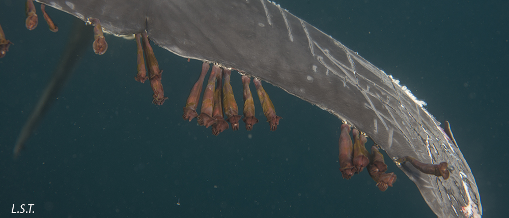 Xenobalanus globicipitis