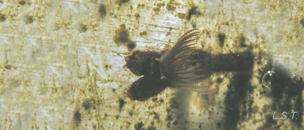 Conchoderma auritum