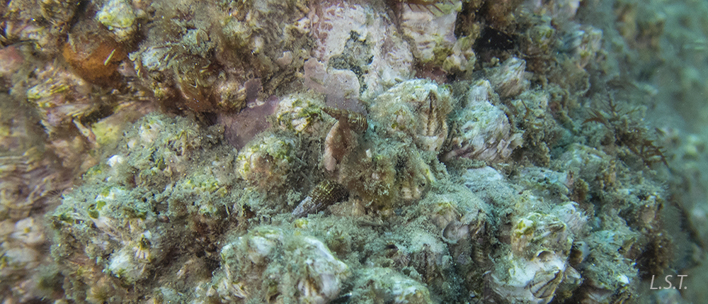 Balanus trigonus