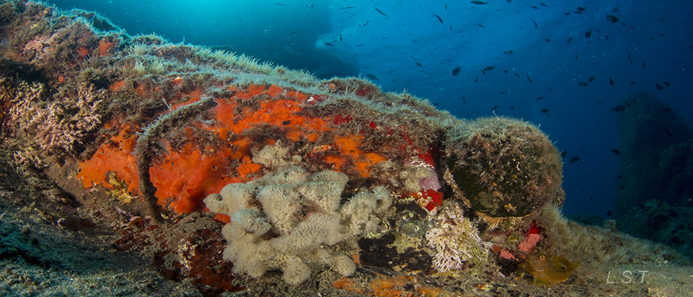 Dysidea fragilis
