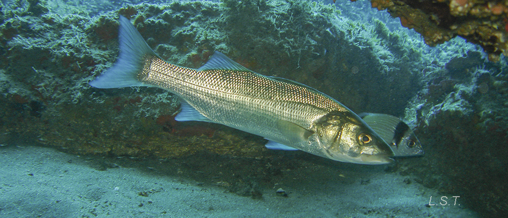 Dicentrarchus labrax