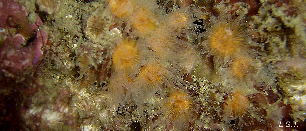 Polycyathus muellerae
