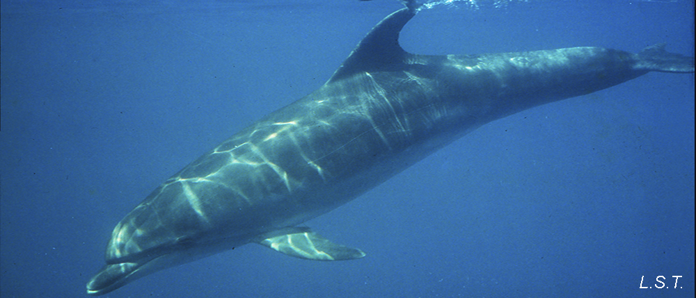 Tursiops truncatus