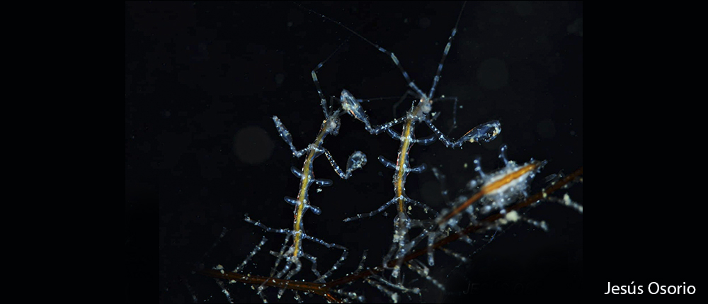 Pseudoprotella phasma (VÍDEOS)