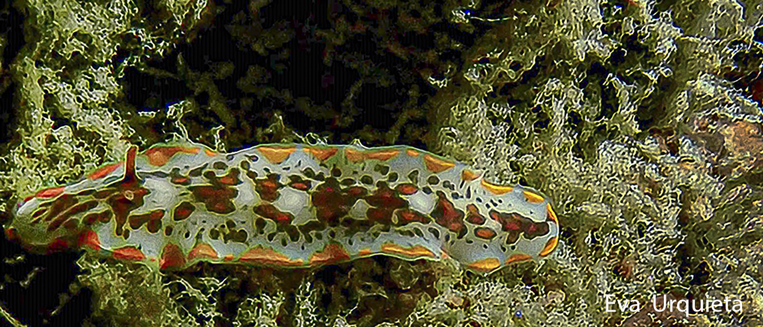 Stylochus plessissii