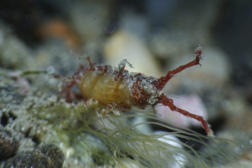 Idotea sp.