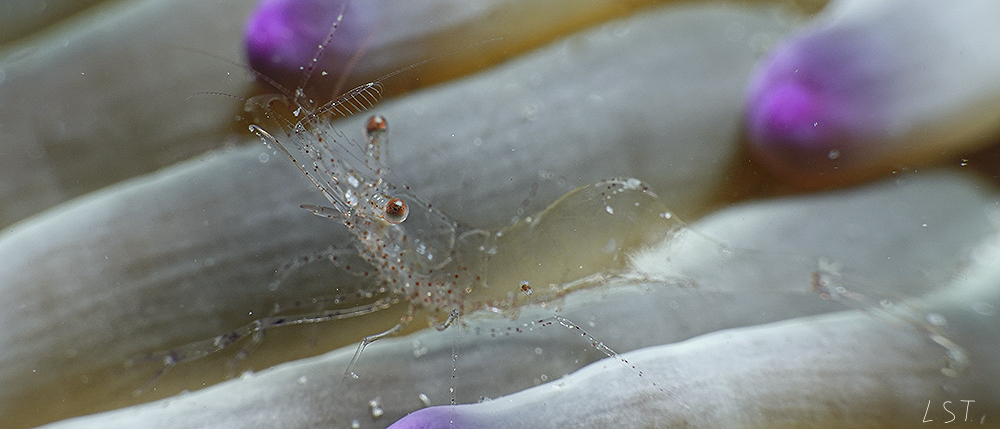 Periclimenes scriptus