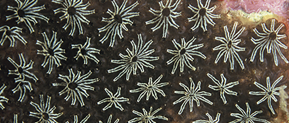 Botryllus schlosseri