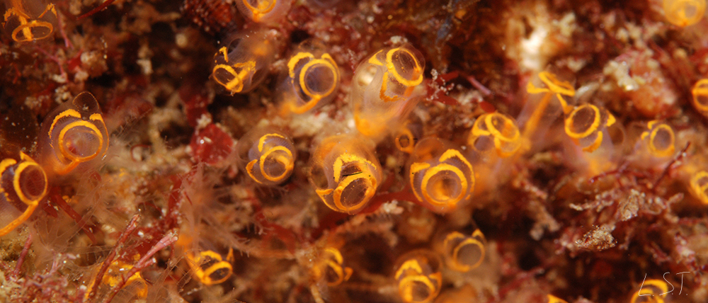 Pycnoclavella brava