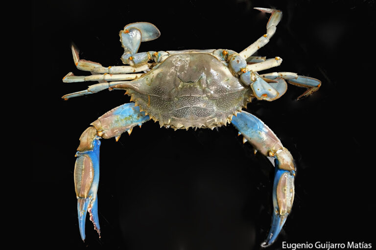 Callinectes sapidus
